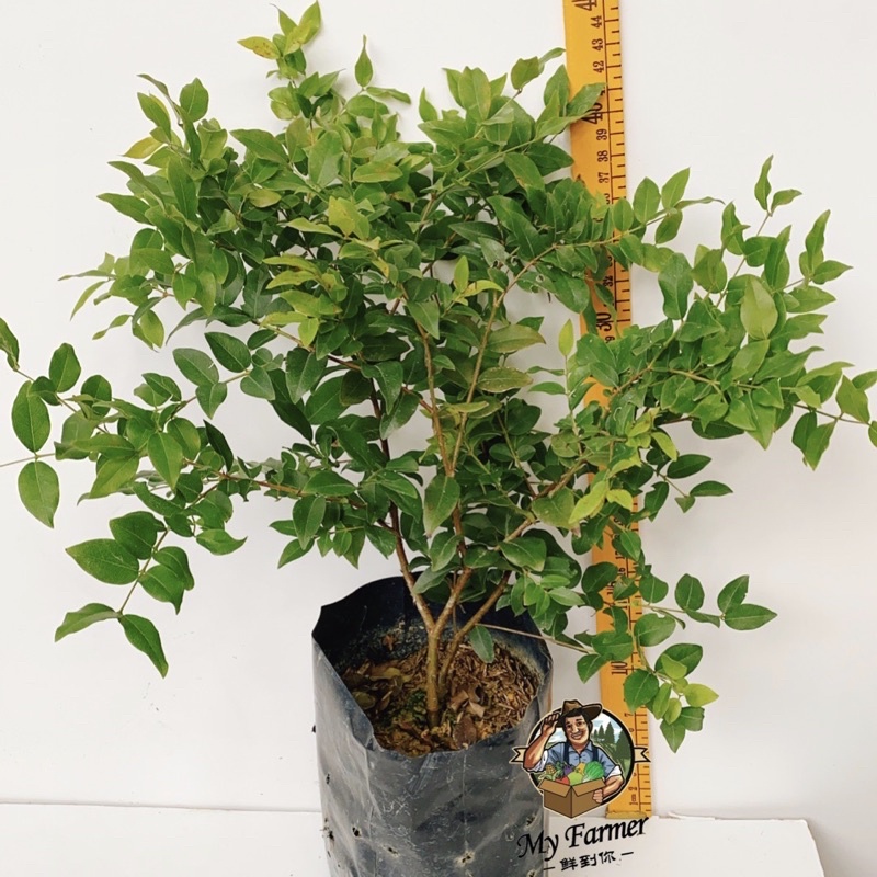 READY STOCK🍇 Anak pokok anggur brazil 🍇 Jaboticaba Tree 🍇Jabuticaba ...