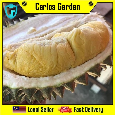 Anak Pokok Durian D15 Kulit Hijau Green Skin Kacang Pokok Premium Hijau ...