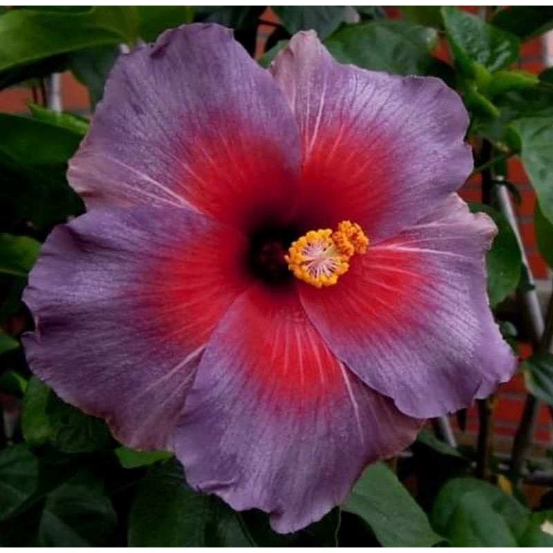 Part 2/6 : Pokok Bunga Raya Hybrid Sea Hibiscus Variegata Variegated ...