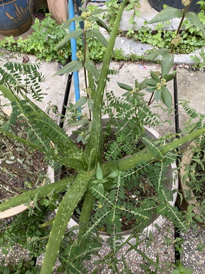 daun aloe vera ( lidah buaya segar dari semak ) sehelai | Shopee Malaysia