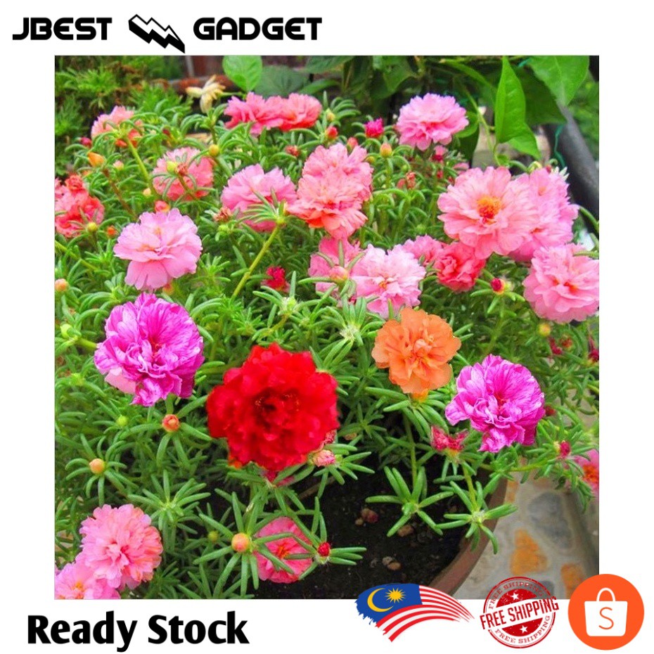Sun plant & Portulaca Mix Rose Japan Colour Seeds For Home & Garden ...