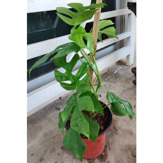 Real Plant Monstera Raphidophora Tetrasperma | Shopee Malaysia