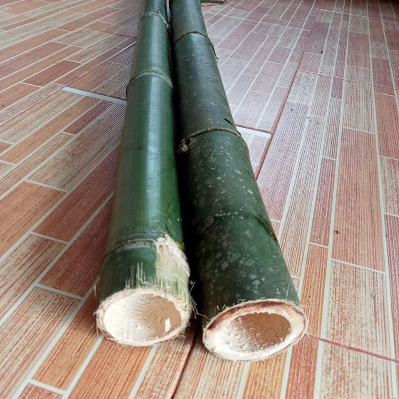 buluh bulat besar...(-+ 5-7cm ke atas) | Shopee Malaysia