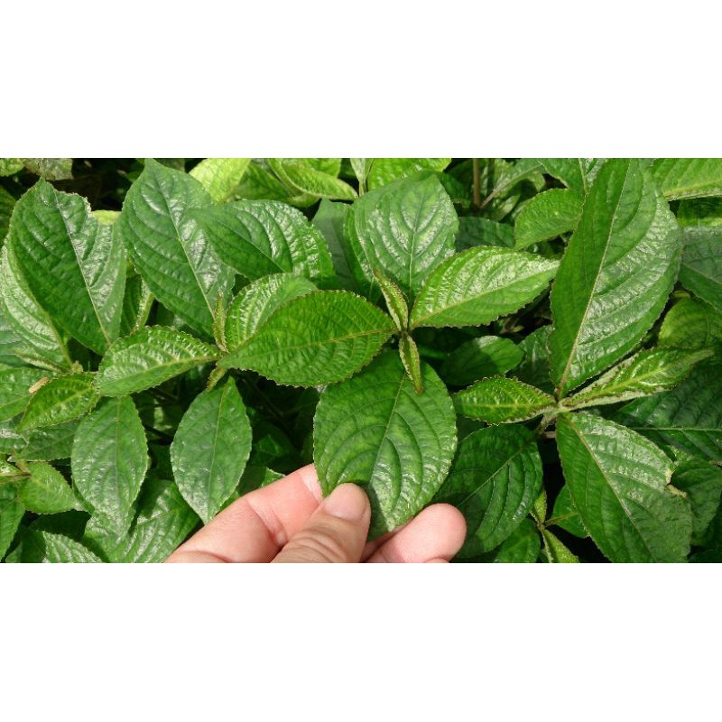Daun Pecah Beling/Pecah Kaca (Strobilanthes Crispus) 30 ranting ...