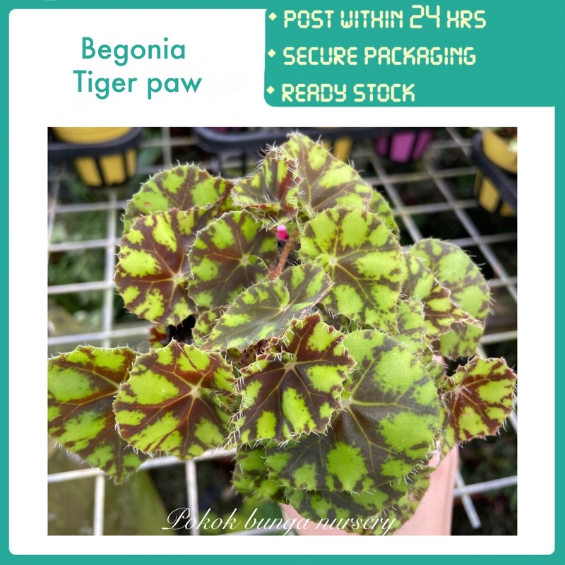 PBN - begonia tiger paw - pokok bunga nursery asam batu indoor real ...