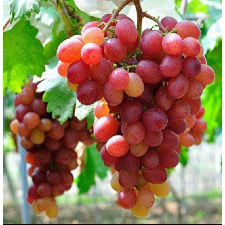 anak pokok anggur merah hybrid | Shopee Malaysia
