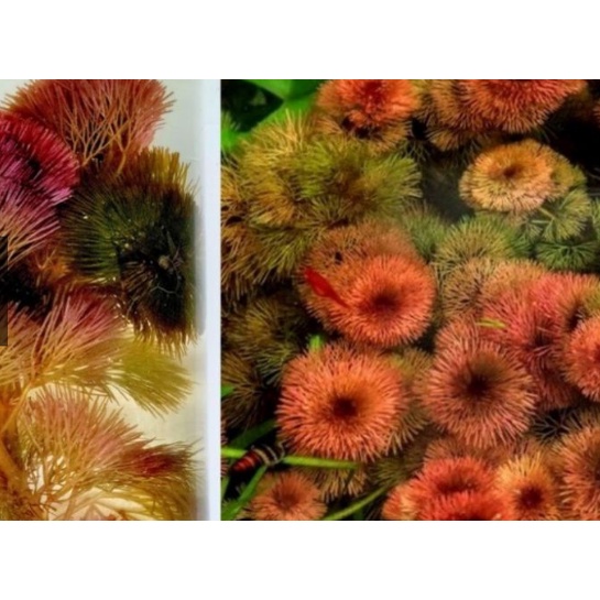 Cabomba Furcata | Red Cabomba | Aquatic Plant | Shopee Malaysia