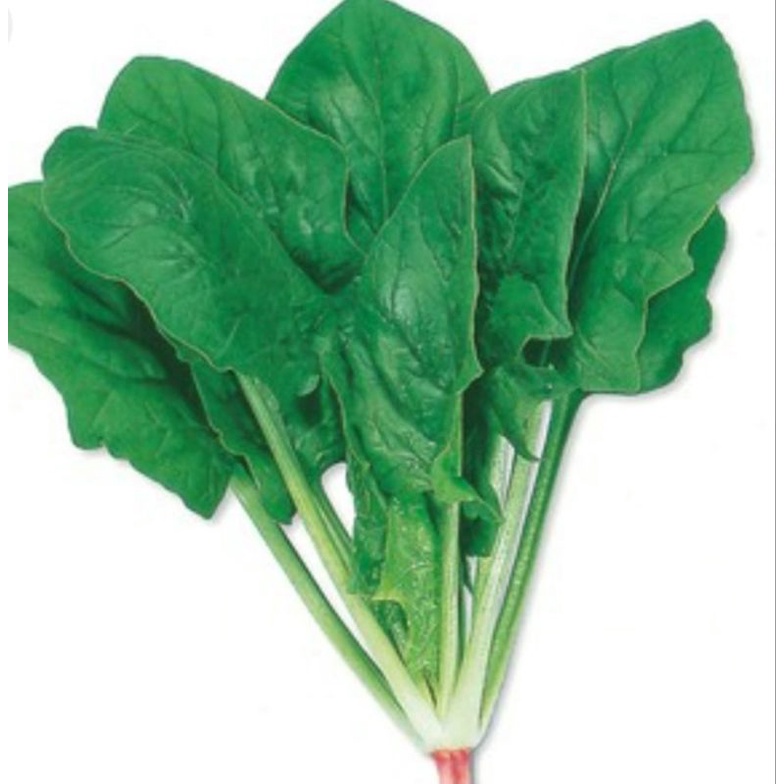 🌿Benih bayam Gergasi🌿bayam tualang 🌿 pelbagai benih sayuran | Shopee ...