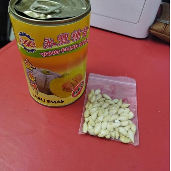 Benih Labu Emas 868 5g (+-50 biji) Pumpkin Gold Labu Emas Kuning ...