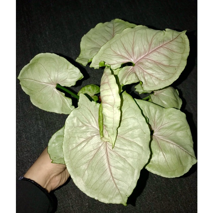 [Indoor Plant] Syngonium Roxanne, elephant ear Bold Allusion By Hao hao ...