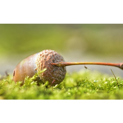 Evernyl Veramoss (5ml,10ml) | Shopee Malaysia