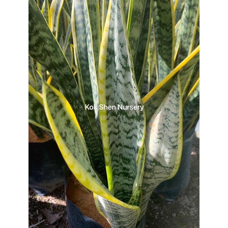 Sansevieria Trifasciata（Dracaena trifasciata）Lidah Buaya Size Besar Big ...