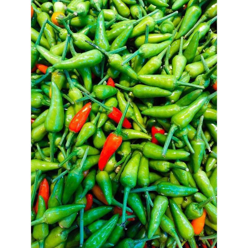 Pokok Cili Api Centil F1 HYBRID (pokok dah mula berbunga) | Shopee Malaysia