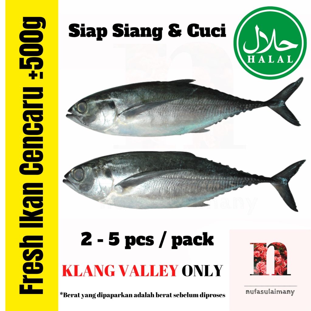 Ikan Cencaru 500g [Klang Valley Only] Berat Sebelum Proses Siang ...