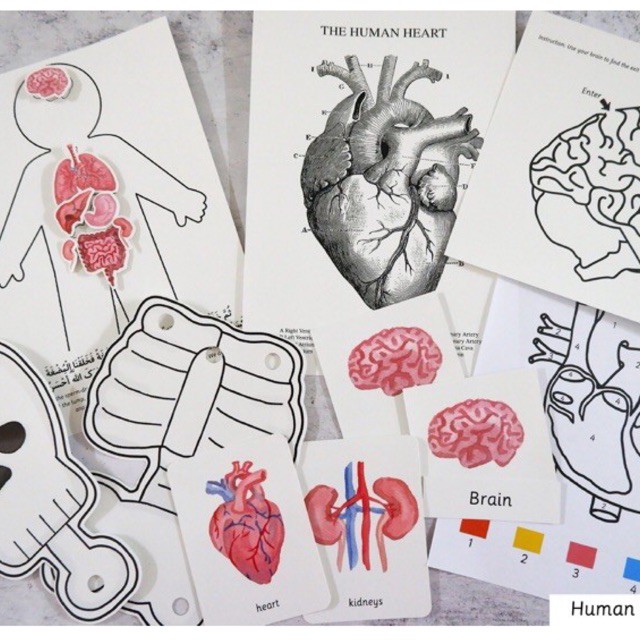 [PDF ONLY] Printable Pack Human Body, Preschool Activity | Shopee Malaysia