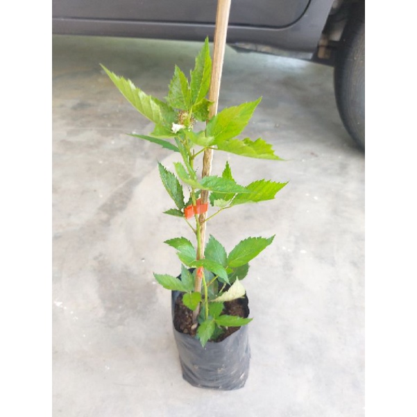 pokok black berry/anak pokok black berry | Shopee Malaysia