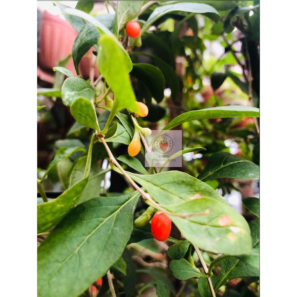Yellow Gojiberry Plant 🌱 Yellow Goji Berry 🌱 | Shopee Malaysia