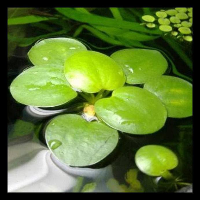 100% Original Amazon Frogbit Green Fresh Fish Shrimp Aquarium Float ...
