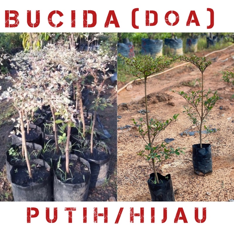 pokok doa daun hijau / daun batik thai murah/ pokok bucida putih ...