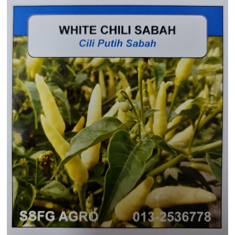 BENIH CILI PUTIH SABAH (50 BIJI) LADA PUTIH SABAH | Shopee Malaysia