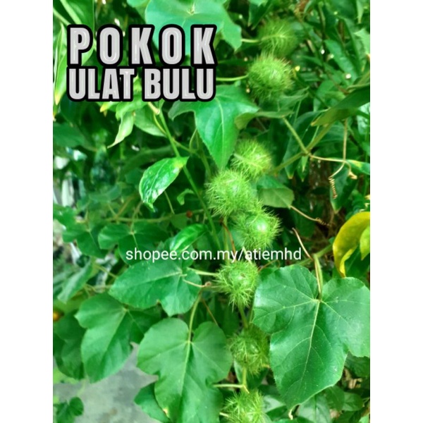 Pokok Herba/Pokok Ulat Bulu/Pokok Letup-letup/Passiflora foetida **anak ...
