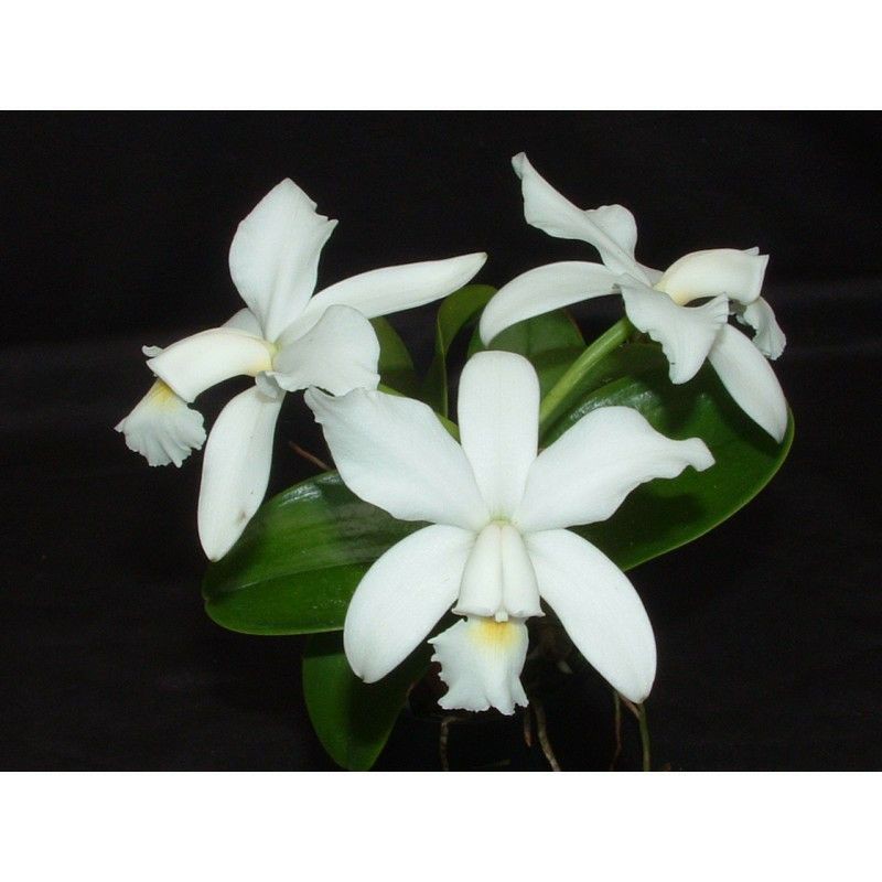 Cattleya Violacea Var. Alba | Rare Cattelya Collection | Shopee Malaysia