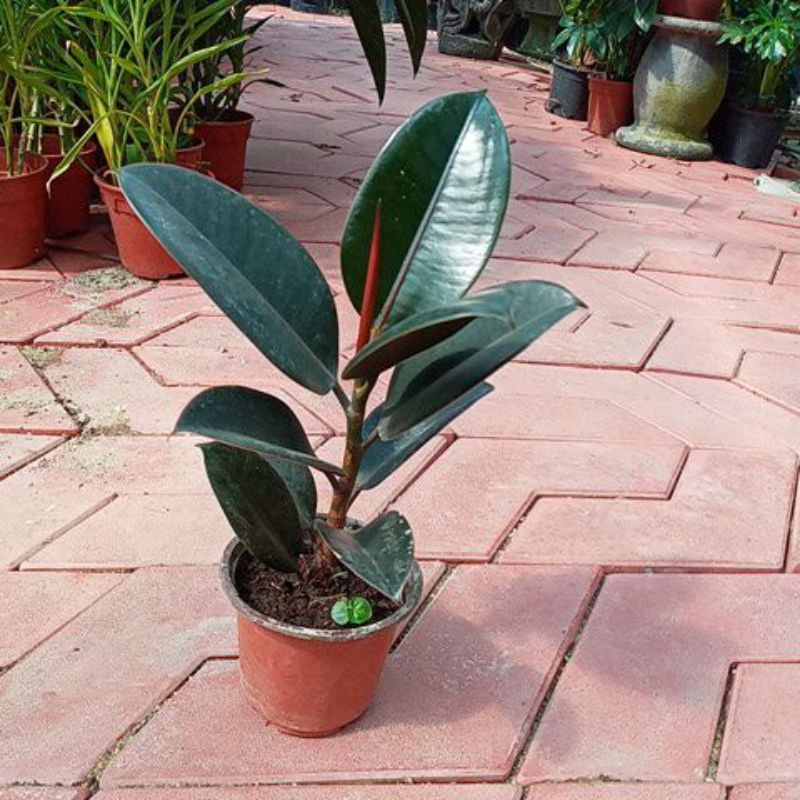 Pokok Ficus elastica 1 batang / office plant / indoor plant / pokok ...