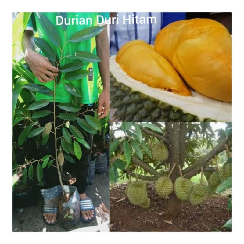 benih pokok durian duri hitam(black thorn) D200 2,3kaki | Shopee Malaysia