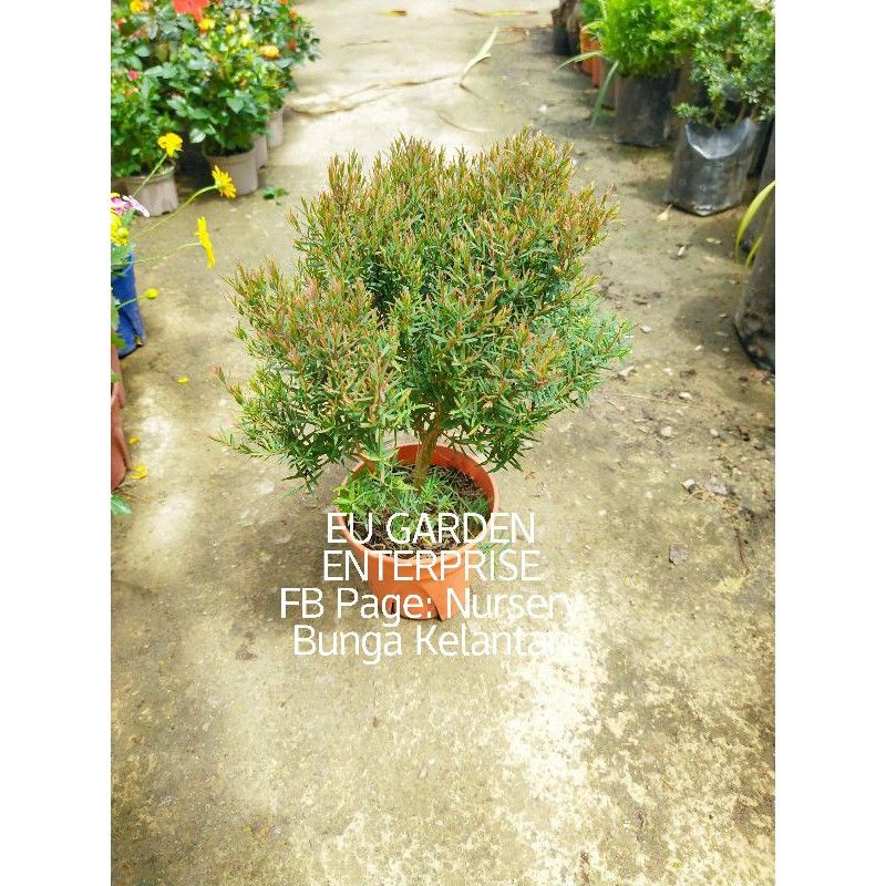 Pokok Rhu Wangi ( Daunnya Wangi ) | Shopee Malaysia