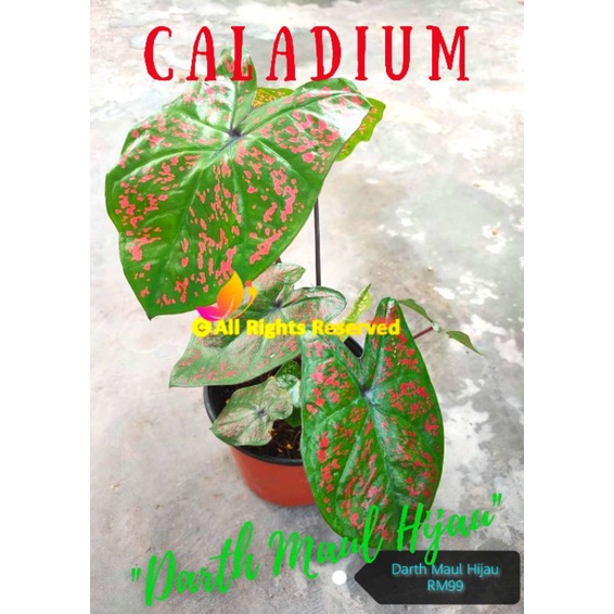 🍃 Caladium Plants-Pokok Keladi /Indoor Plant/Real Live Plant [Ready ...