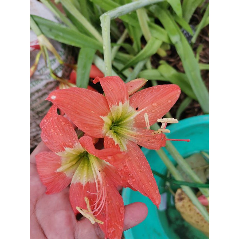 Pokok bunga lily warna oren/peach, - Warna dan bentuk seperti dalam ...
