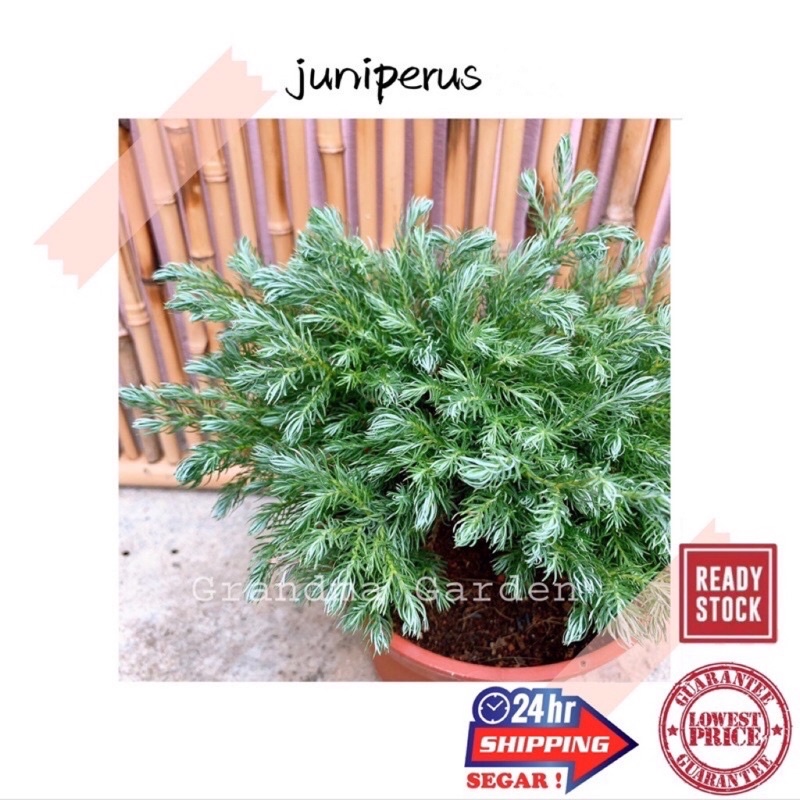 (GG real plant) juniperus ^ Pokok hidup hiasan rumah silver mist live ...