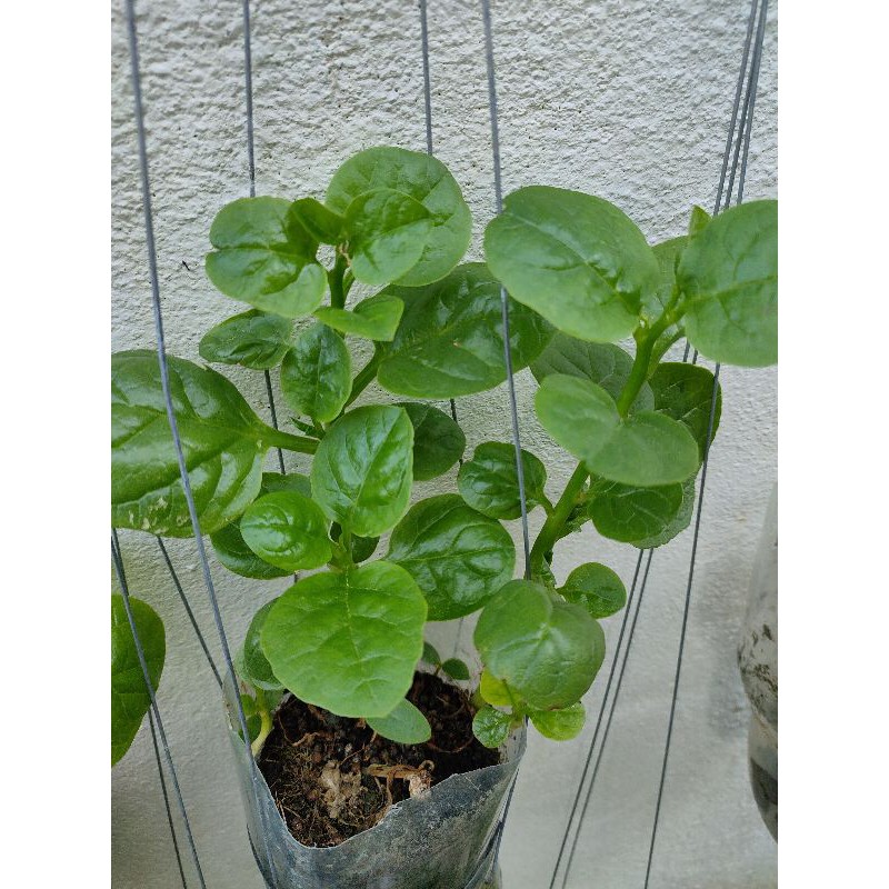 Bayam malabar/sayur raja | Shopee Malaysia