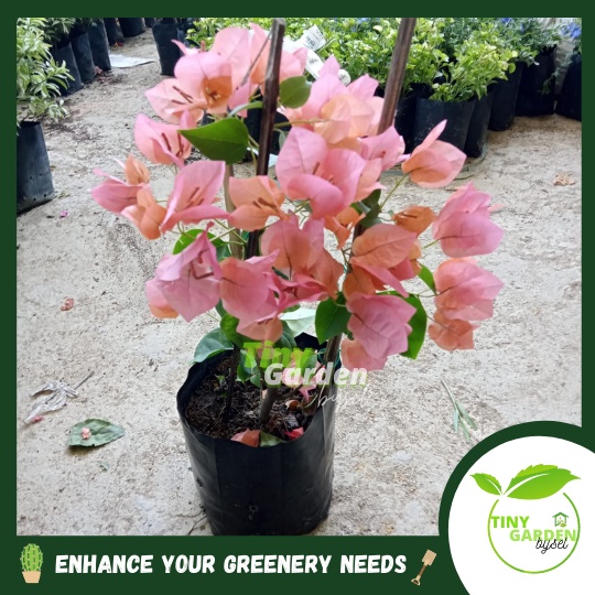 Pokok Bunga Kertas Bougainvillea Tree Colorful Flower Outdoor Plant ...