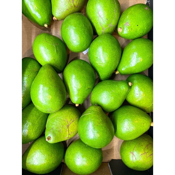 Local Avocado Buah Avocado Fresh 本地牛油果1kg ++ | Shopee Malaysia