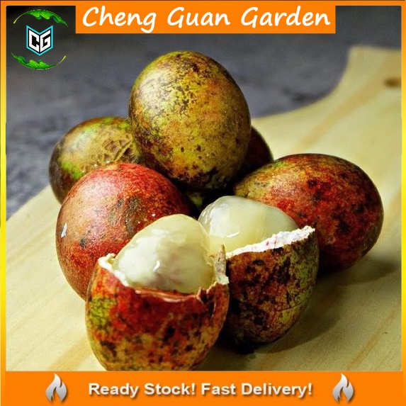 Anak Pokok Matoa Pokok Longan Brazil Pometia Pinnata Pokok Stabil ...