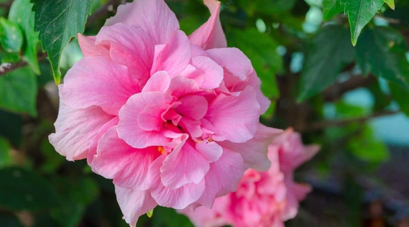 Anak Pokok Bunga Raya Pink Purple Double Hibiscus Syriacus | Shopee ...
