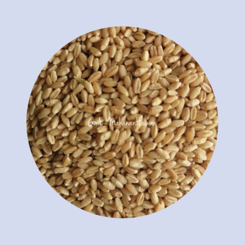 Biji Gandum Bersih 25kg / White Clean Wheat Grain Seed / Makanan Haiwan ...