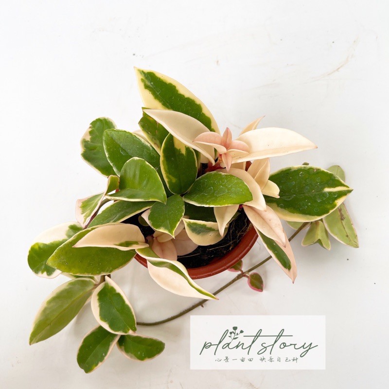 🌱 Hoya🌱 Hoya cembra🌱毬兰🌱 hoya compacto 🌱 Hoya krohniana eskimo 🌱 Hoya ...