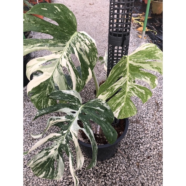 HN Monstera Albo Holland Variegated🔥1 leaf🔥Variegated Plant🔥Stable root ...
