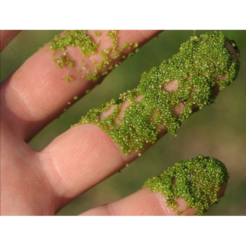 [READY STOCK] Wolffia Globosa (40%protein) | Shopee Malaysia