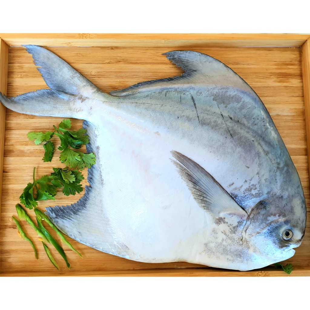 1pc. Premium Chinese White Pomfret Fish Frozen Ikan Bawal Putih Cina 斗鲳 ...