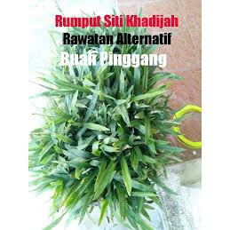 Rumput Siti Khadijah RSK/ Rumput Beijing 10 pokok berakar di pos ...
