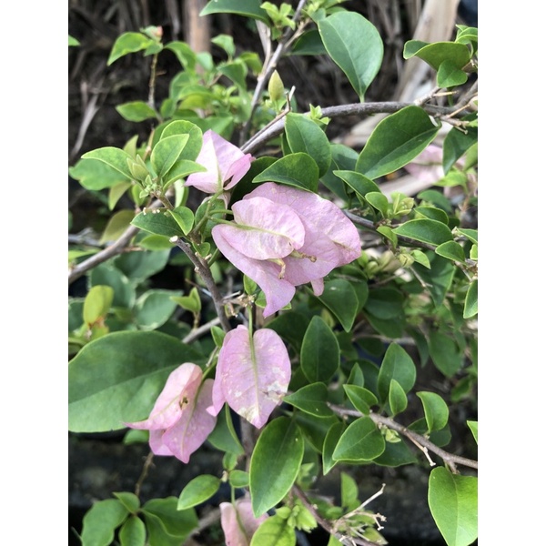 PBN - Bougainville bunga kertas - pokok bunga nursery cepat rajin ...