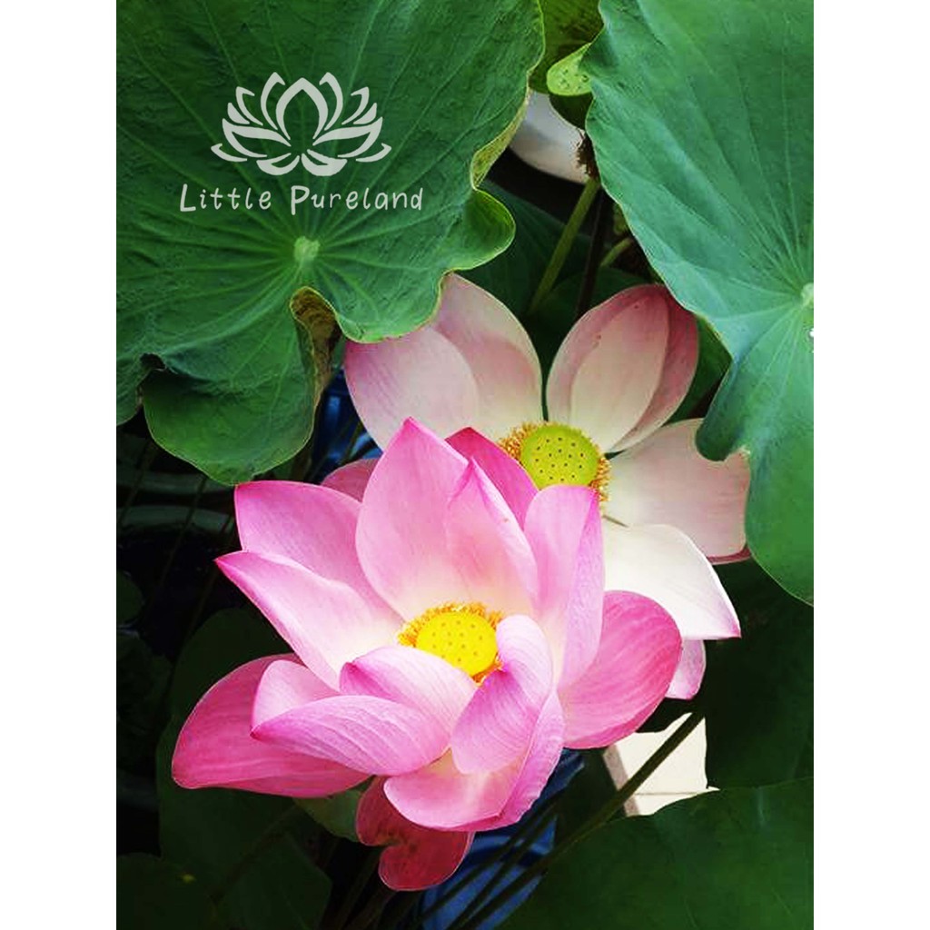 Anak pokok bunga teratai Baby lotus plant 莲花 荷花 苗 Tanaman air Lotus ...