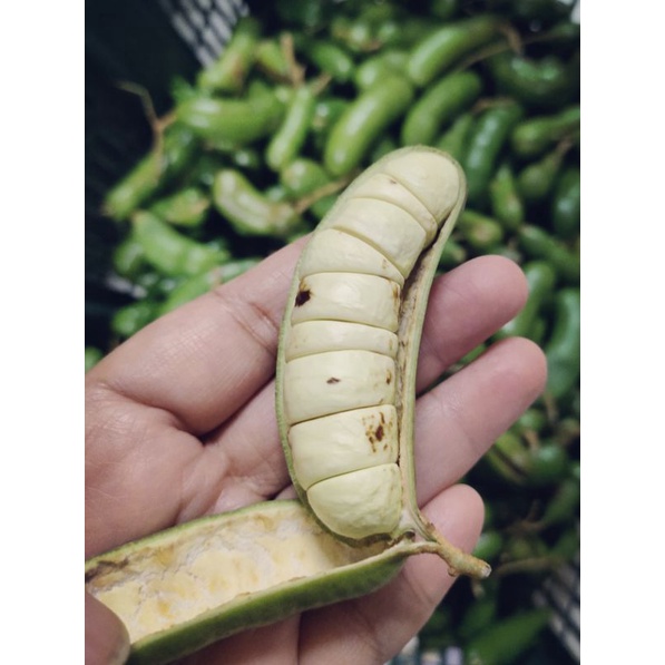 Kerdas Muda / Genuak Muda 500g | Shopee Malaysia