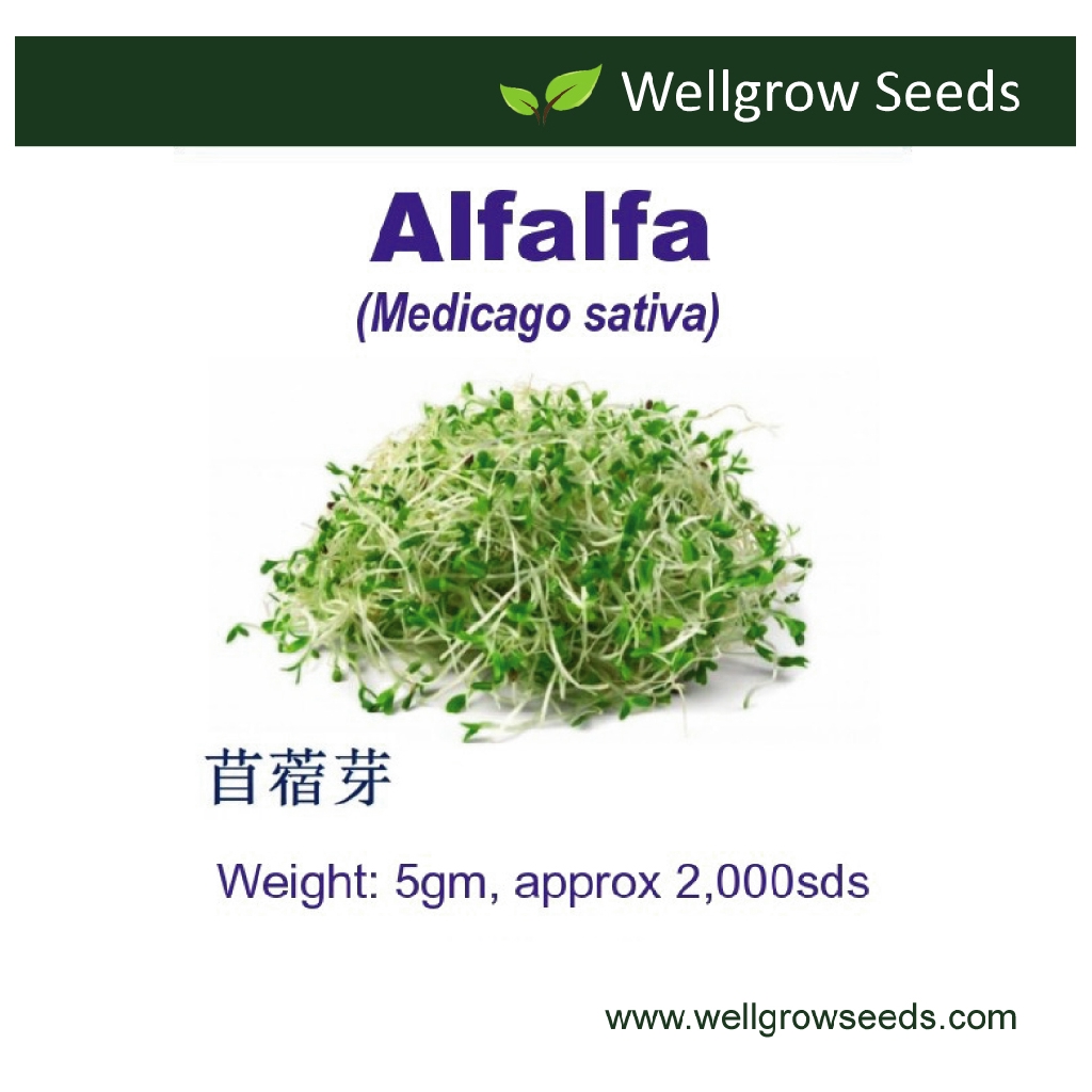 Alfalfa Sprout Seeds (5gm, approx 2,000 sds) / (200gm, Approx 80,000 ...