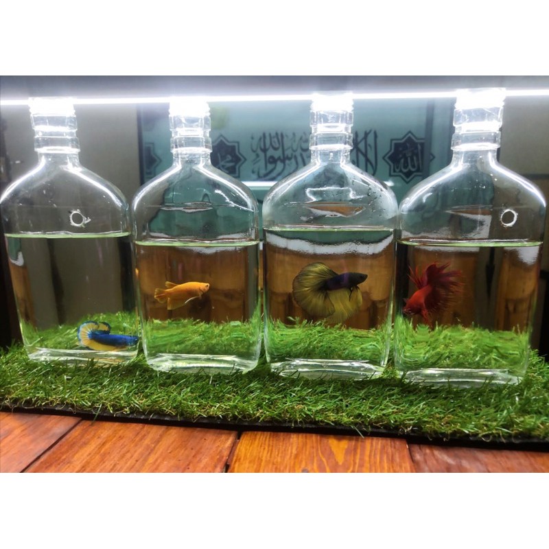 Botol kaca ikan laga 350ml potong tepi lubang tepi botol kaca leper ...