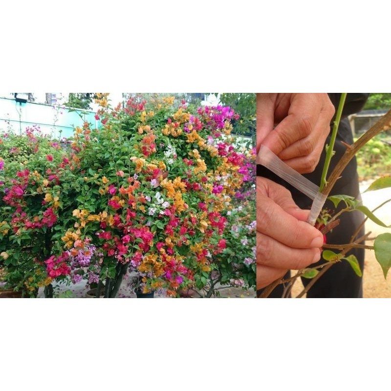 Bougainvillea Tri Color Pokok Bunga Kertas Kahwin 3 Warna Kacukan ...