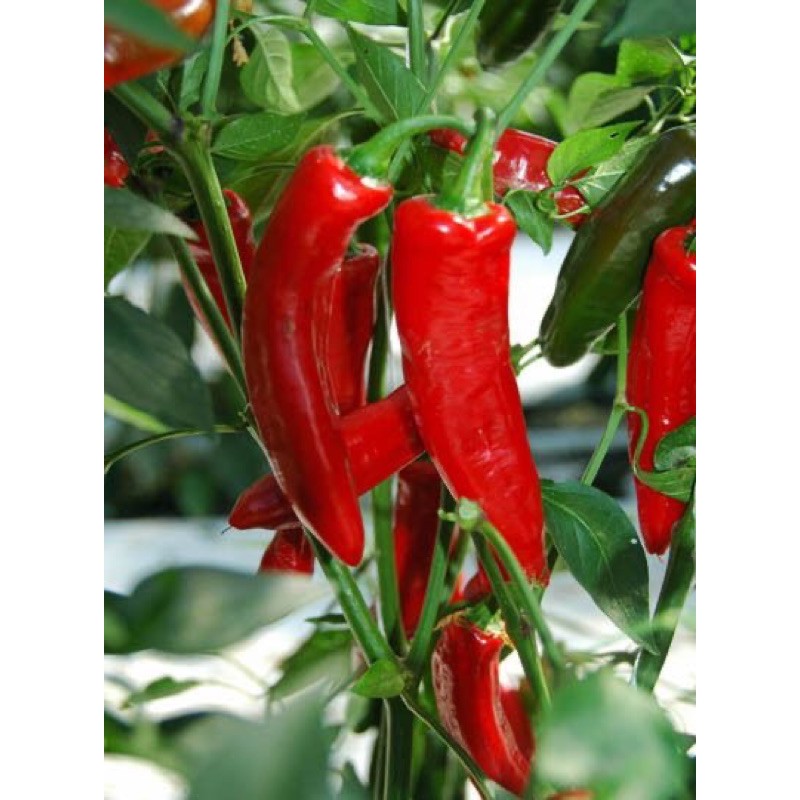 SET ”Giler Cili” • ANAK POKOK 🌶 Cili Padi 🌶 Cili Merah @Solok 🌶 ...